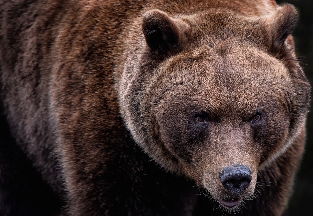 Biden Clings to Grizzly Protections, Ignoring Western States and ...